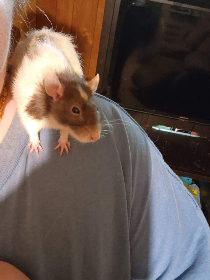 20 photos de rats de compagnie qui nous surprennent par leur tendresse ...