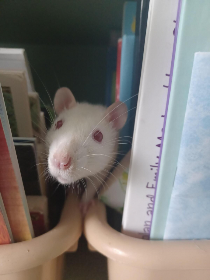 20 photos de rats de compagnie qui nous surprennent par leur tendresse ...