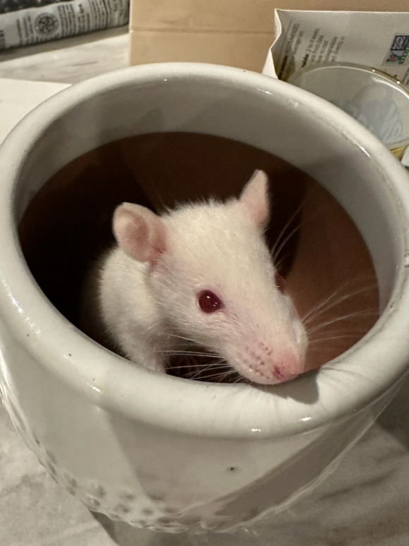 20 photos de rats de compagnie qui nous surprennent par leur tendresse ...