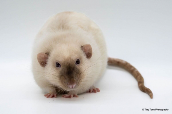 20 photos de rats de compagnie qui nous surprennent par leur tendresse ...