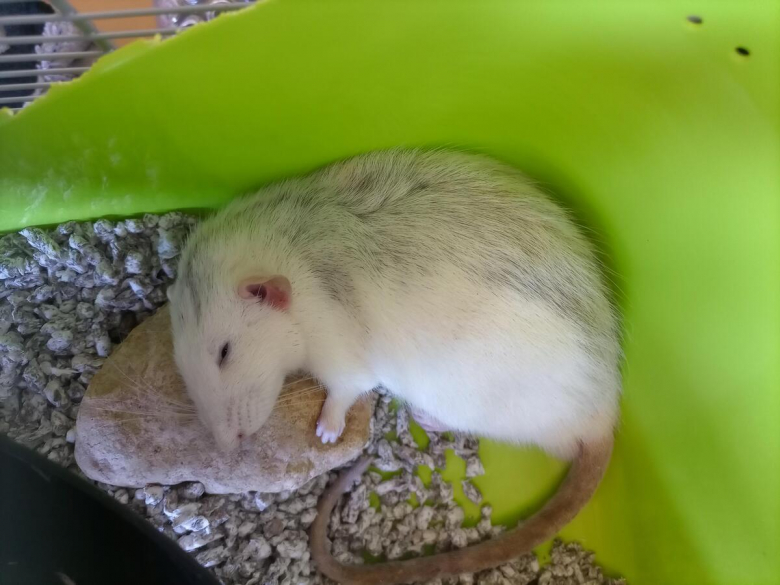 20 photos de rats de compagnie qui nous surprennent par leur tendresse ...