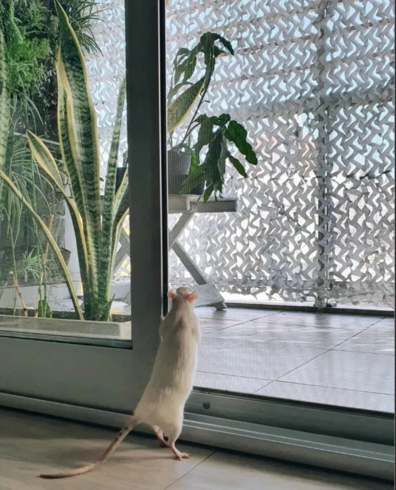 20 photos de rats de compagnie qui nous surprennent par leur tendresse ...