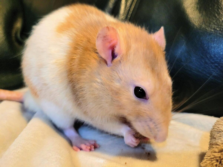 20 photos de rats de compagnie qui nous surprennent par leur tendresse ...