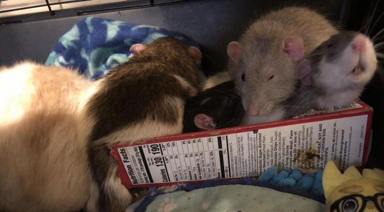 20 photos de rats de compagnie qui nous surprennent par leur tendresse ...