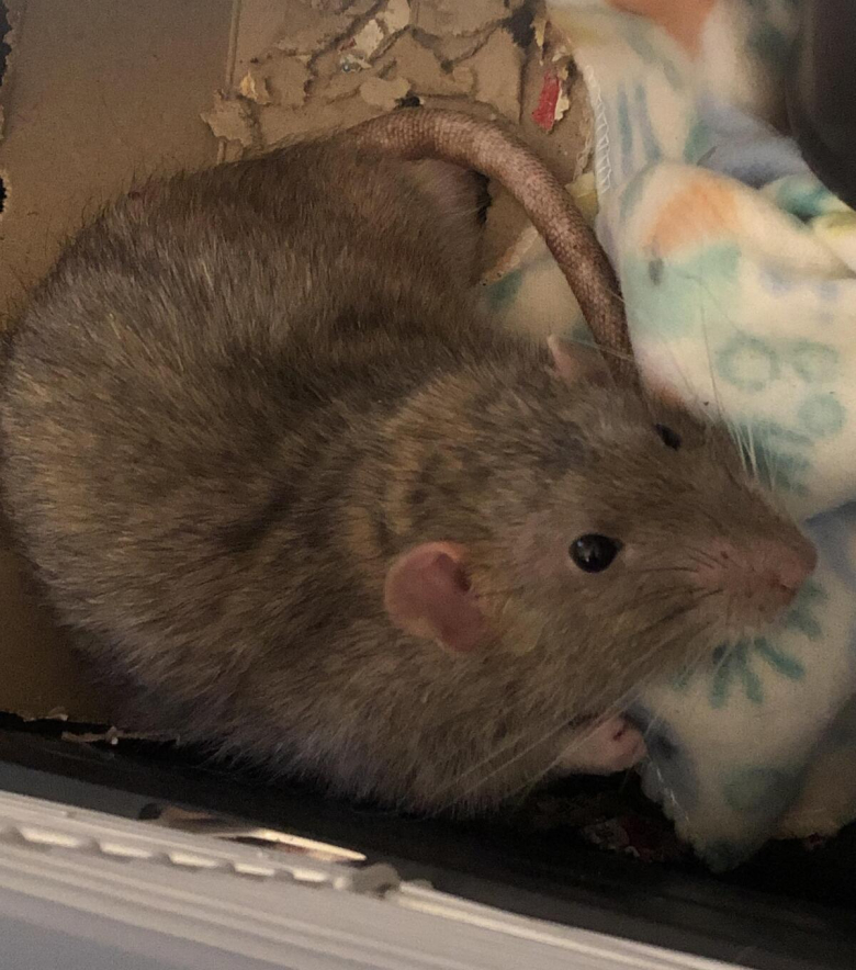 20 photos de rats de compagnie qui nous surprennent par leur tendresse ...