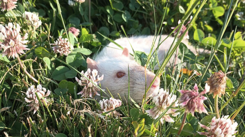 20 photos de rats de compagnie qui nous surprennent par leur tendresse ...