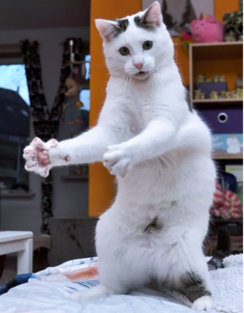 17 photos de chats qui nous épatent avec leurs talents de danseurs