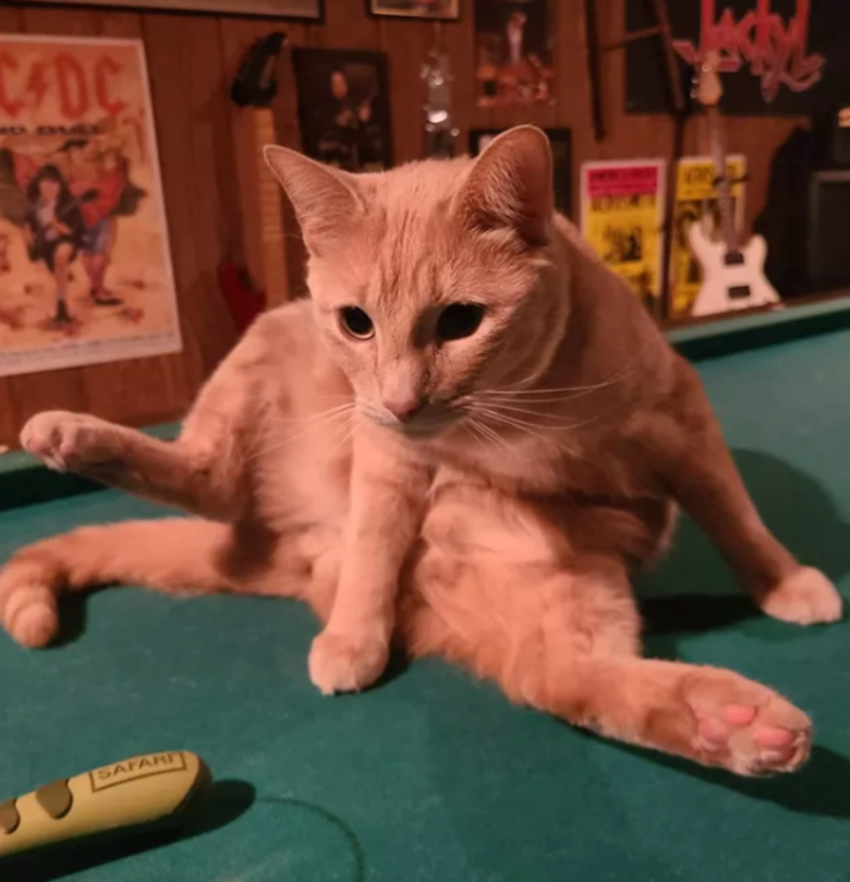 17 photos de chats qui nous épatent avec leurs talents de danseurs