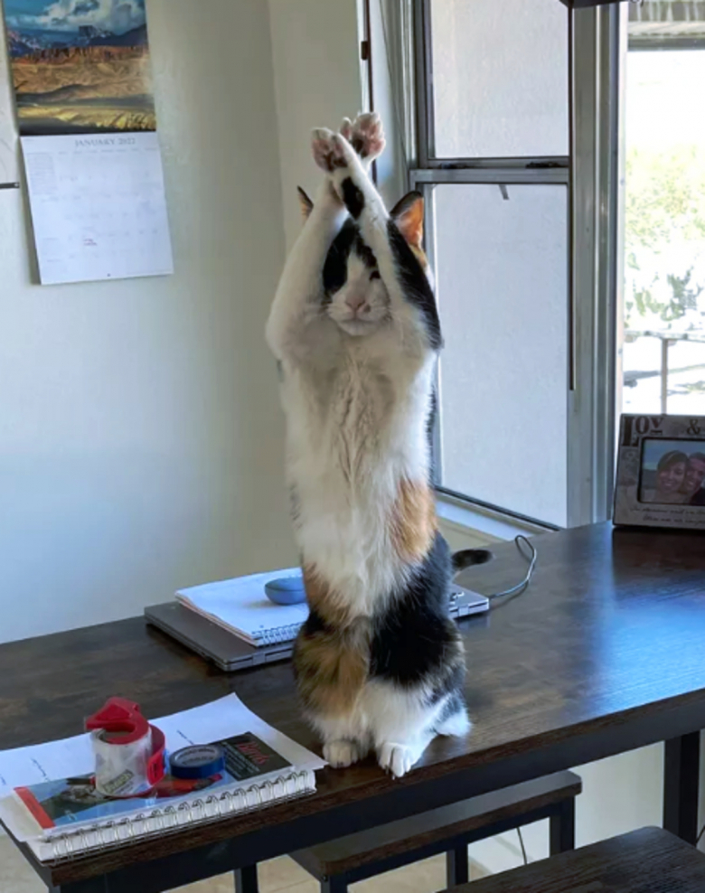 17 photos de chats qui nous épatent avec leurs talents de danseurs