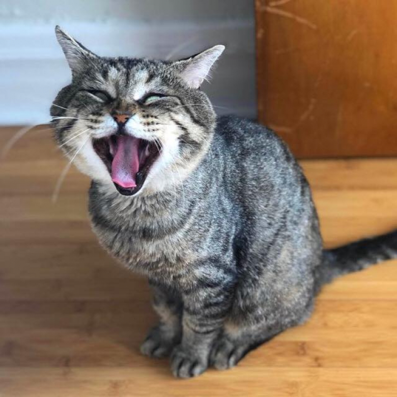 Ce chat errant mal en point attendait juste la bonne personne pour que ...