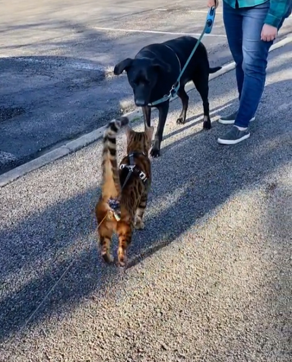 Voici Ace, un Bengal amoureux de tous les chiens ! (vidéo)