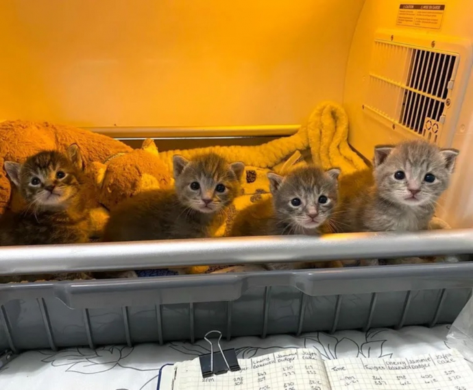 Une bénévole dévouée redonne espoir à 4 chatons orphelins âgés de ...