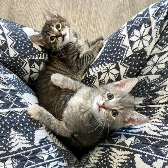 Une bénévole dévouée redonne espoir à 4 chatons orphelins âgés de ...