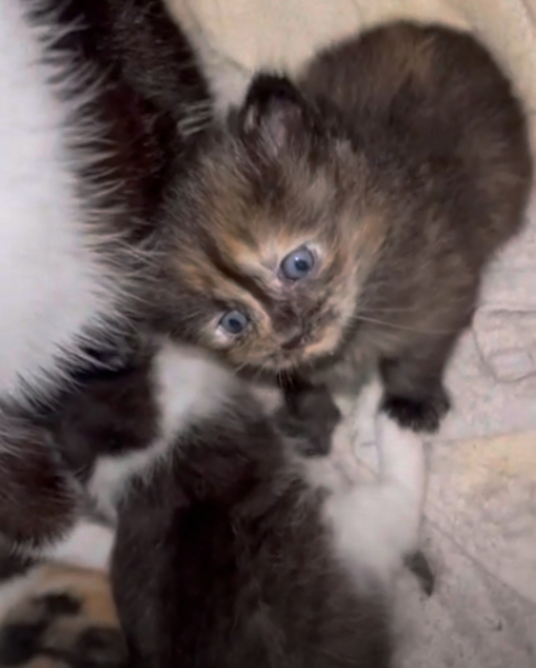 L’émouvant parcours de Baby Cat, une chatte qui a fait confiance à un ...