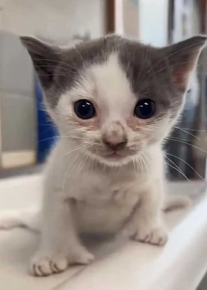 Né avec une malformation, ce chaton volontaire a apprivoisé son ...