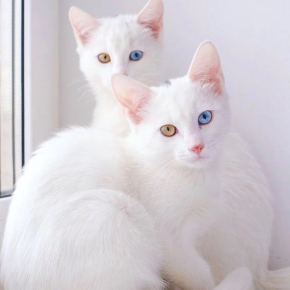 8 choses à savoir sur les chats blancs