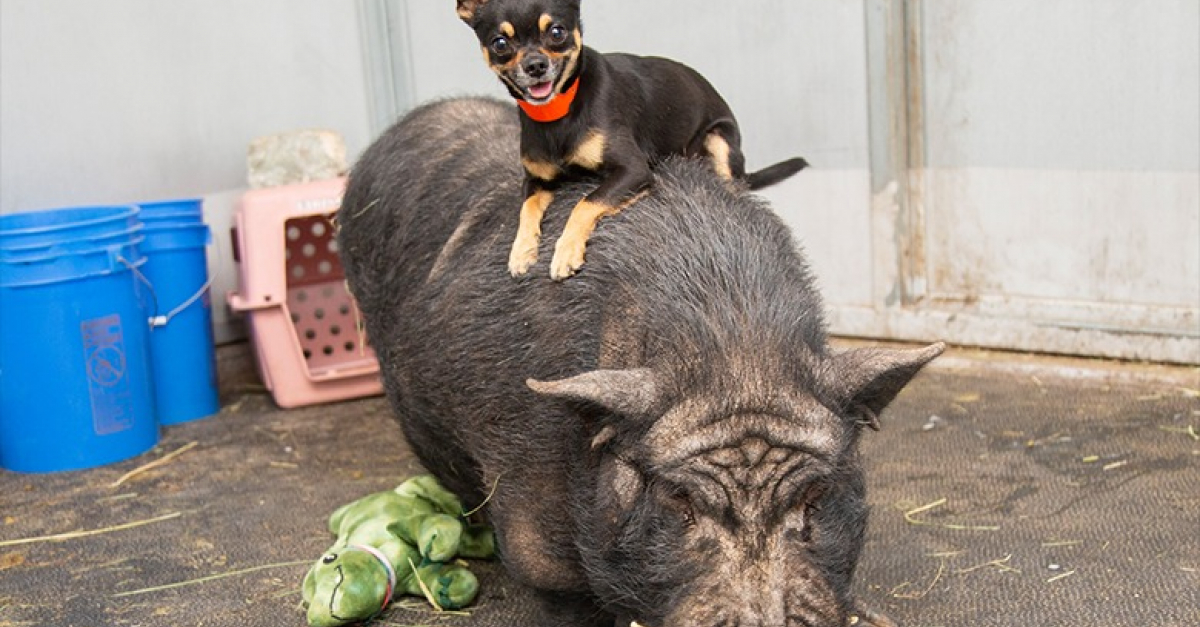 Un Chihuahua et un cochon sauvés par une association forment le couple ...