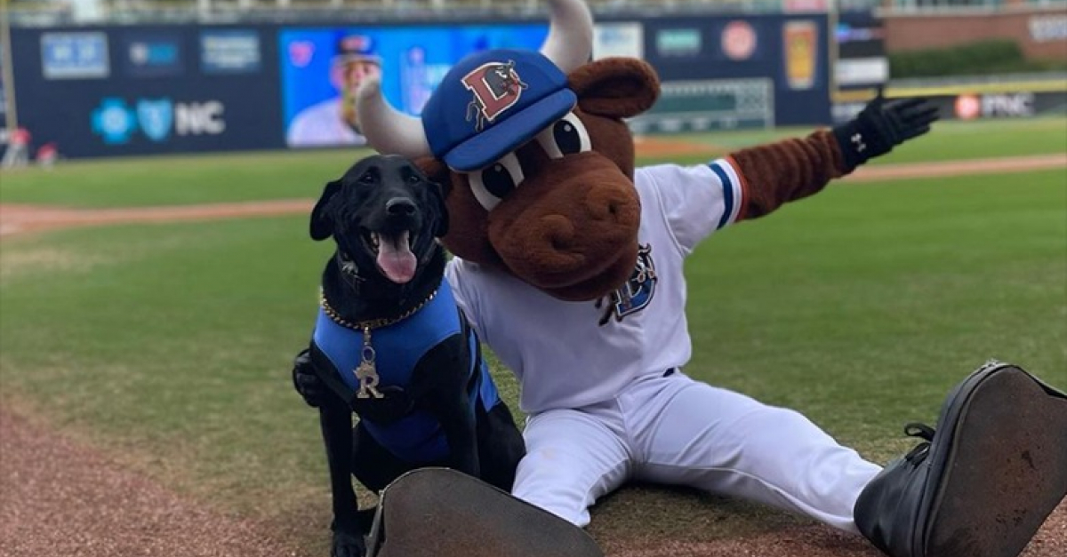 Ce Labrador athlétique est le Bat Dog officiel de plusieurs équipes de ...
