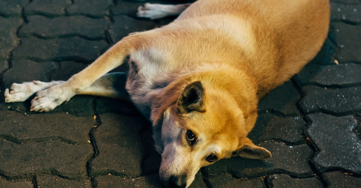 Une étude révèle ce que les chiens des rues font de leurs journées
