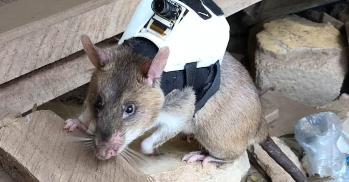 Les rats, nouveaux héros des équipes de secours localisant les victimes ...