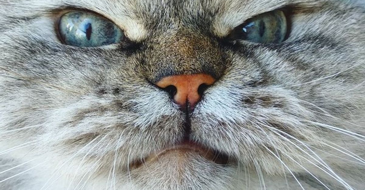 20 chats grognons avec lesquels nous vous déconseillons de tenter une ...