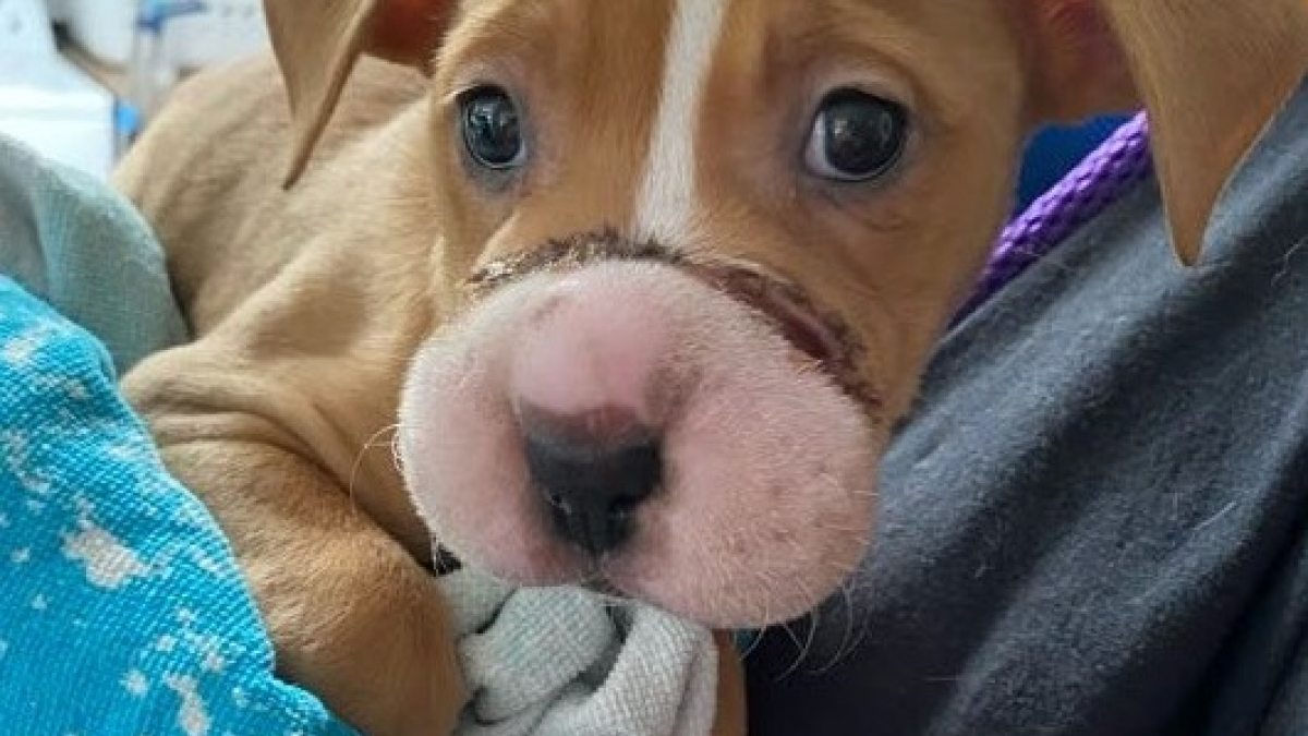 Un chiot se retrouve avec le museau lacéré jusqu'à l'os à cause d'un ...