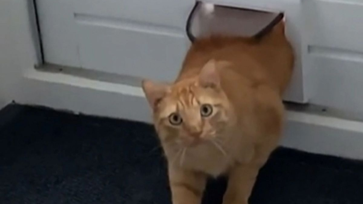 En se trompant de maison, ce chat crée une scène hilarante qui a fait ...