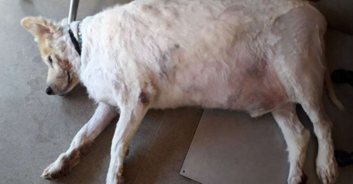 Atteint d'obésité, ce chien senior retrouve sa joie et sa vitalité ...