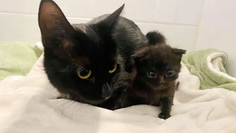 Un chaton délaissé par sa mère est présenté à une chatte venant d ...