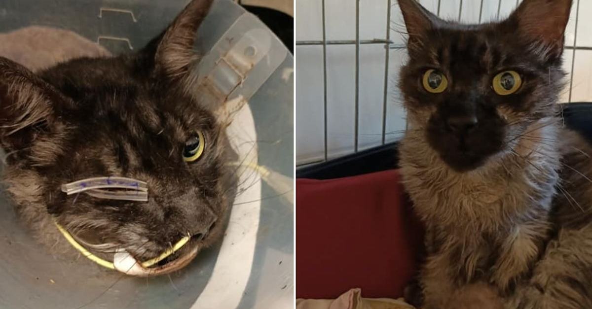 « Il fait preuve d'un grand courage » : un chat gravement blessé entame ...