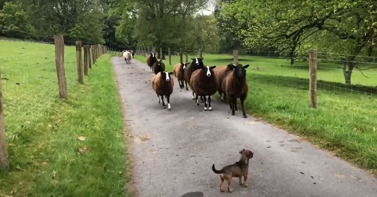 Malgré sa petite taille, cette chienne accomplit son rôle de bergère ...