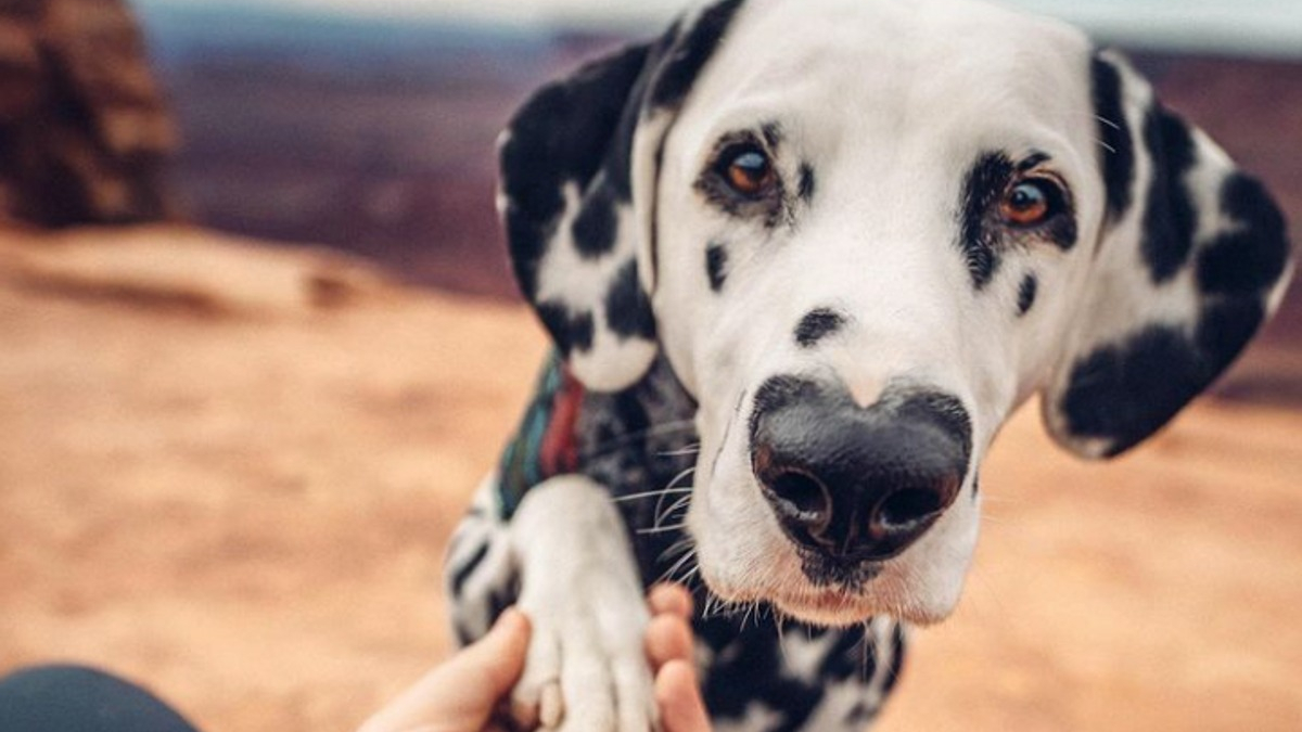18 photos d'animaux de compagnie qui sont nés avec des particularités ...