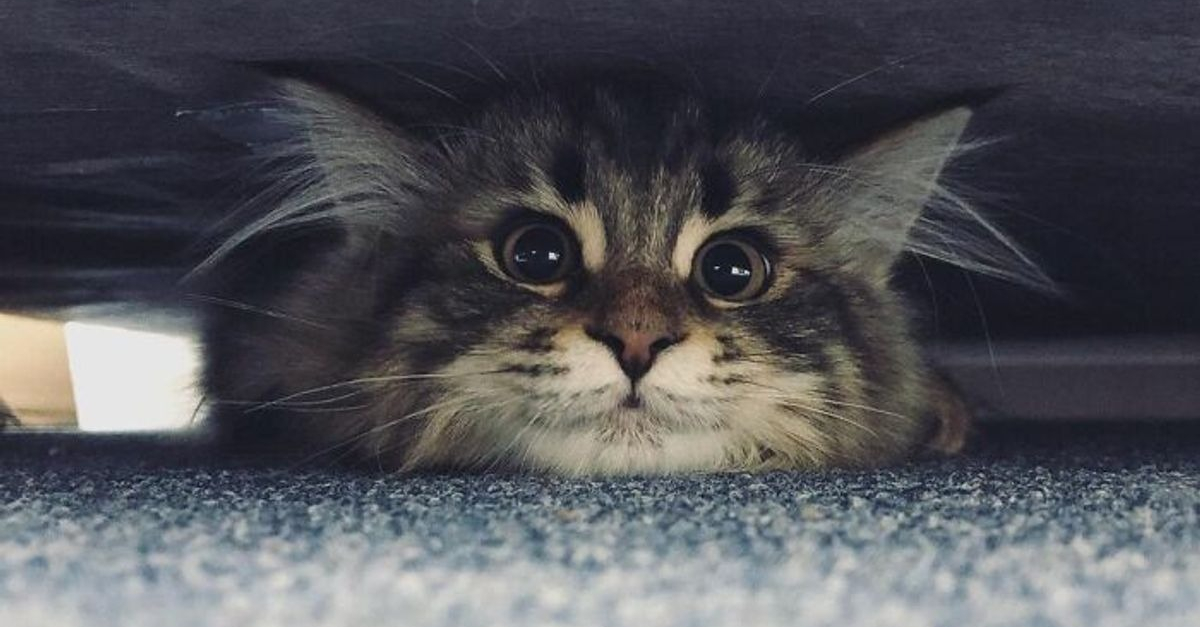 20 photos d'un chat faisant sensation sur Internet grâce à ses ...