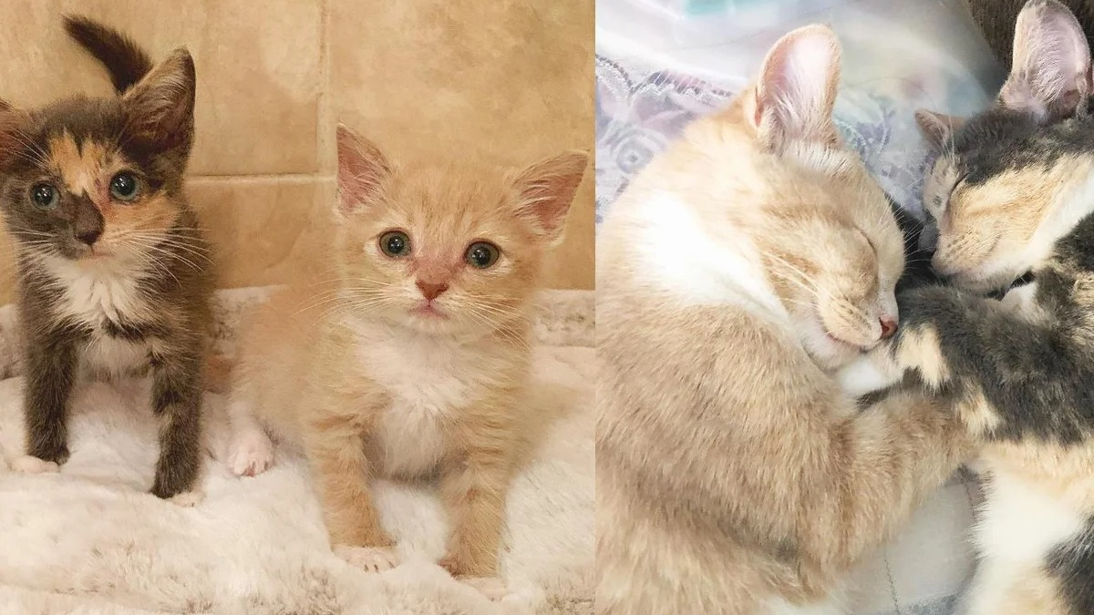 Infestés de puces, maigres et malades, ces chatons orphelins trouvent ...