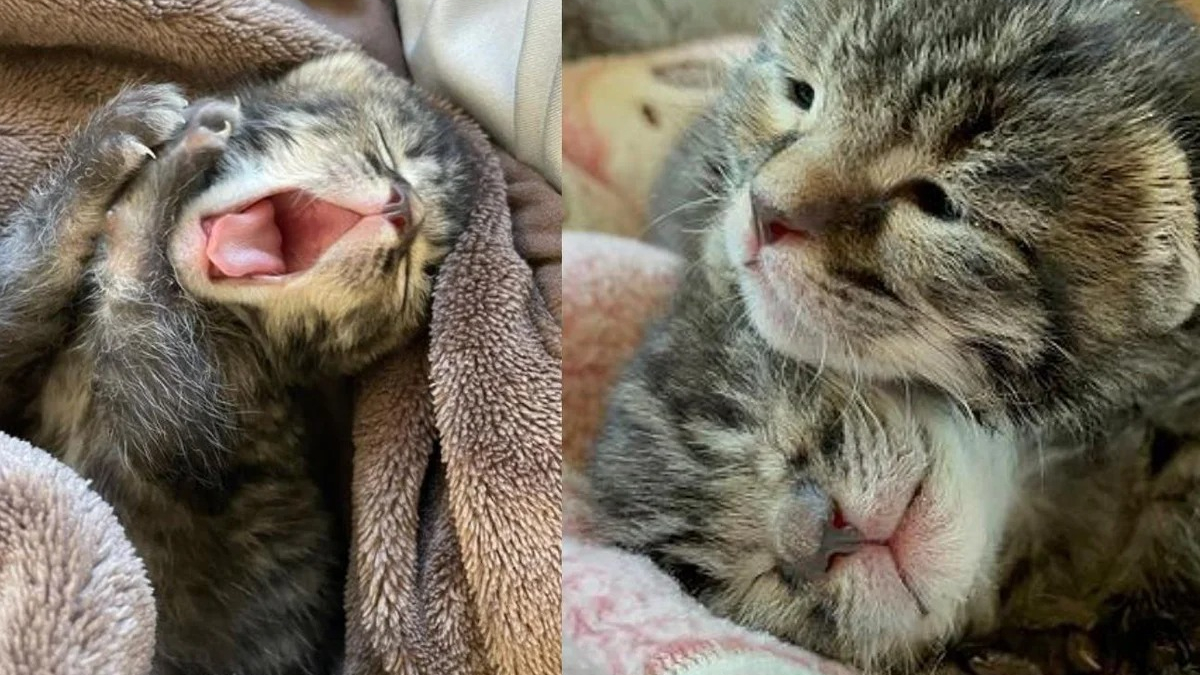 Ces chatons nouveau-nés se donnent mutuellement du courage et font ...
