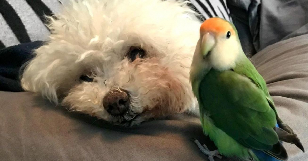Depuis leur première rencontre, ce Bichon Bolonais et cet Inséparable ...