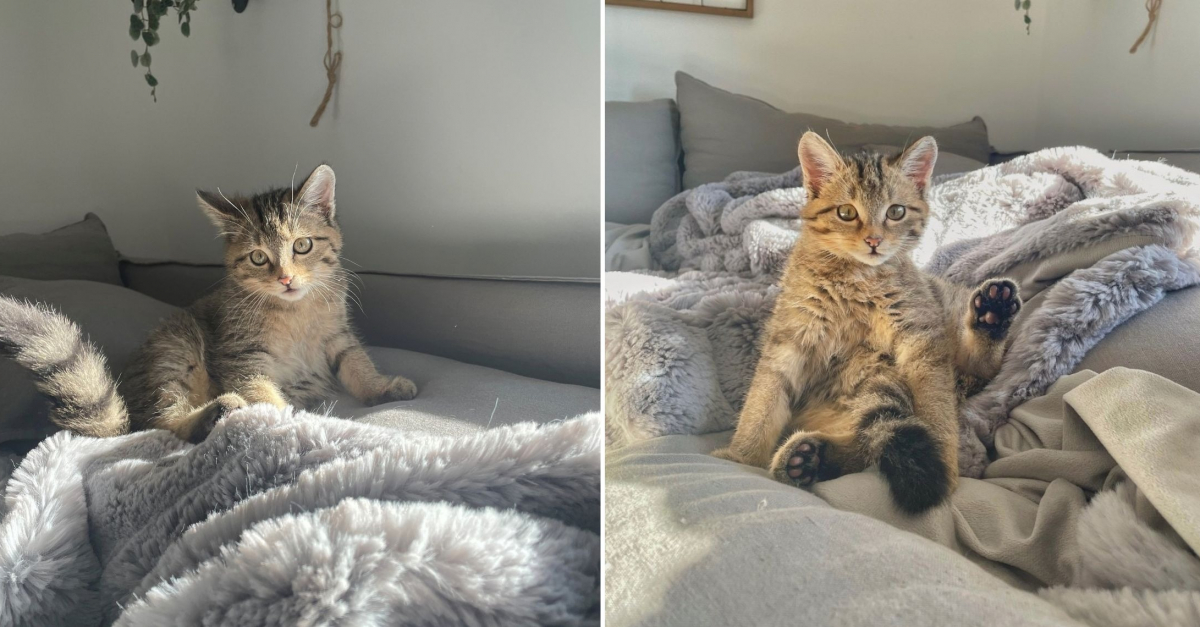 En sauvant un chaton errant et mal en point, cette promeneuse était ...