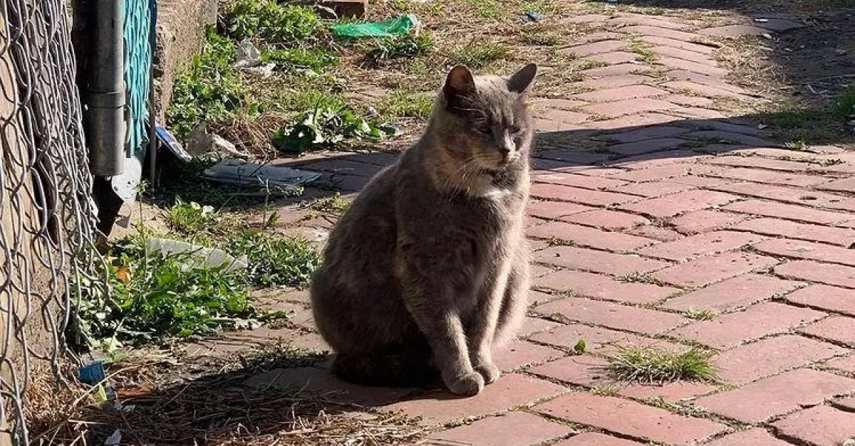 Une chatte cherchant un endroit sûr pour mettre au monde ses chatons ...