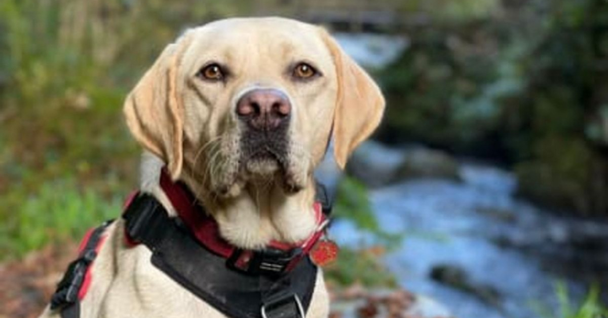 9 photos de chiens ayant toujours une bonne raison de partir à l'aventure