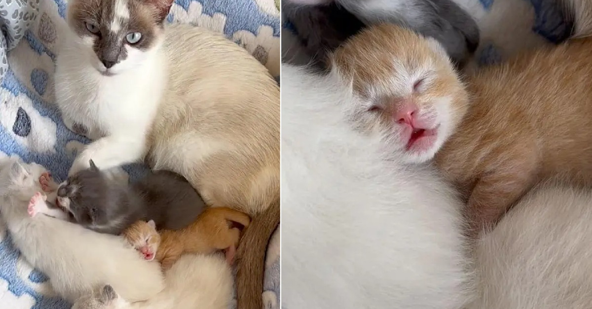 Une chatte ouvre grand les pattes à un chaton âgé de quelques heures et ...