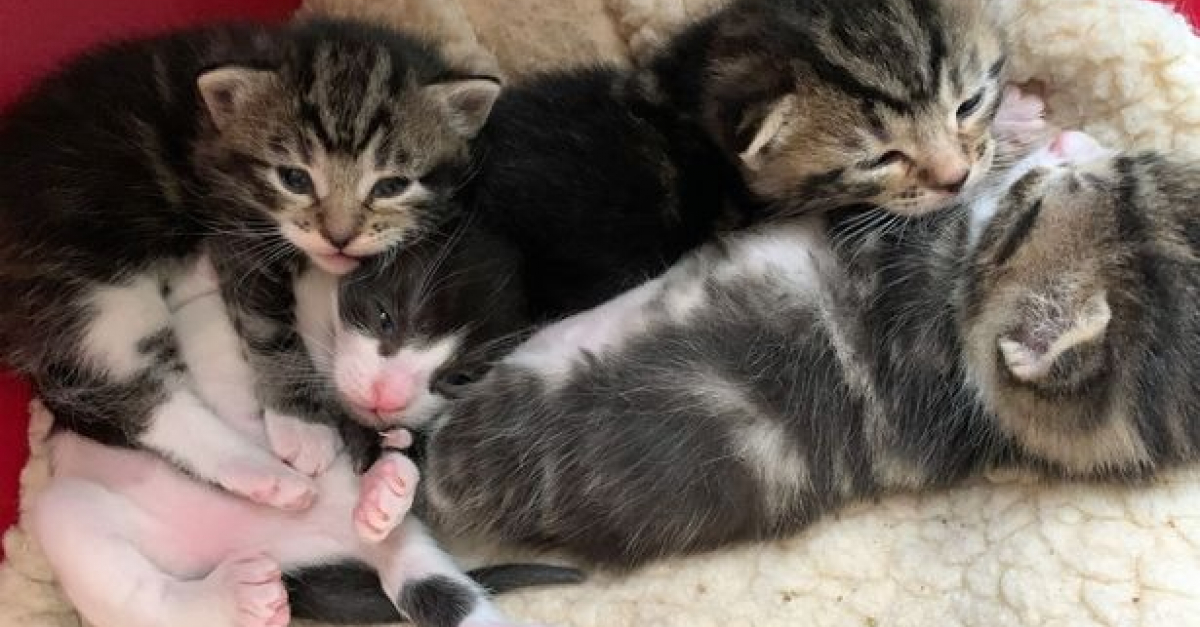 Une jeune chatte errante donne naissance à des chatons polydactyles (vidéo)