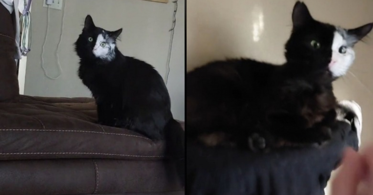 La fourrure atypique de ce chat fait sensation sur TikTok (vidéo)