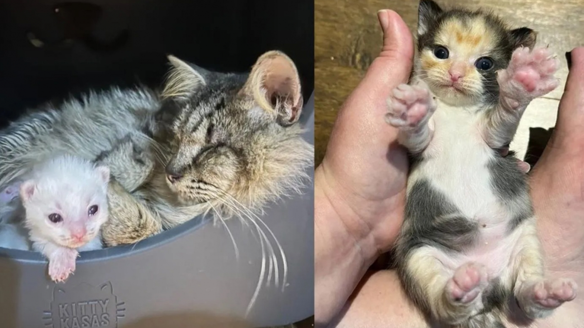 Une chatte aveugle et errante rend fréquemment visite à un couple afin ...