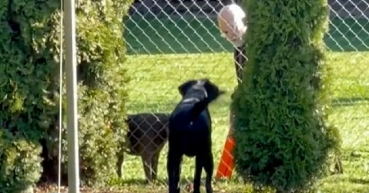 Elle voit son chien aboyer constamment contre le voisin et découvre qu ...
