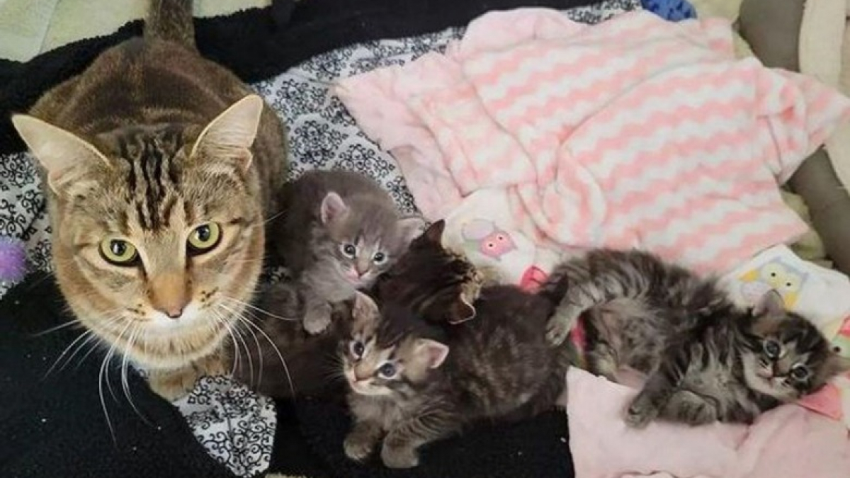 Cette chatte errante retrouve la femme qui a pris soin de ses chatons ...