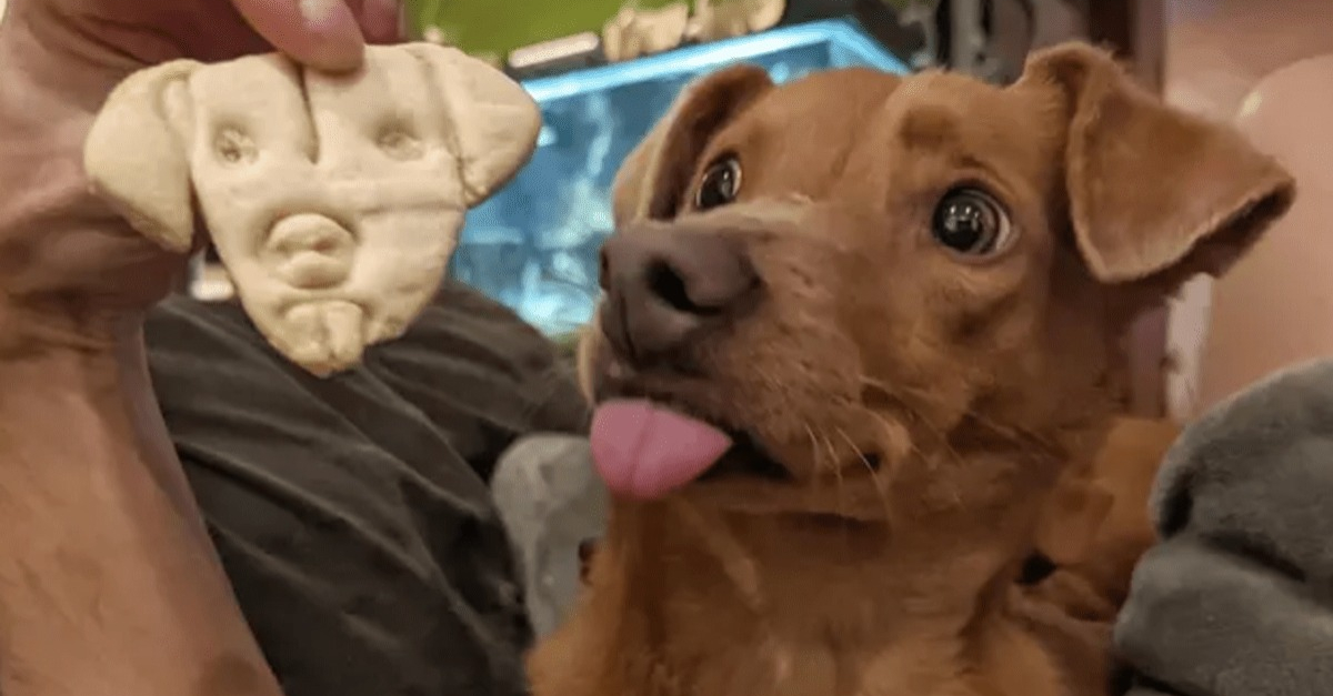 11 photos d'animaux de compagnie qui vont vous aider à vaincre le blues