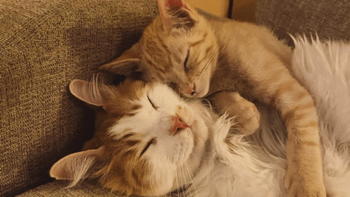 13 photos d'animaux câlins qui vous font découvrir la définition du mot "tendresse"