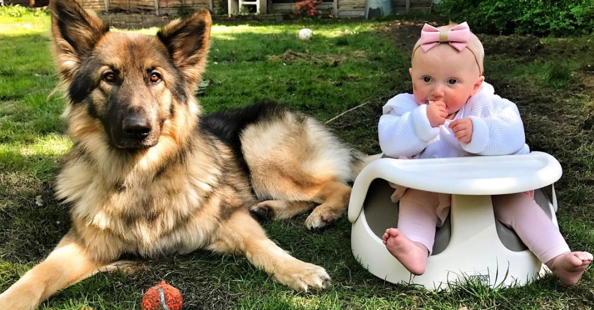 Un Berger Allemand espiègle s’assagit en faisant la rencontre de sa ...
