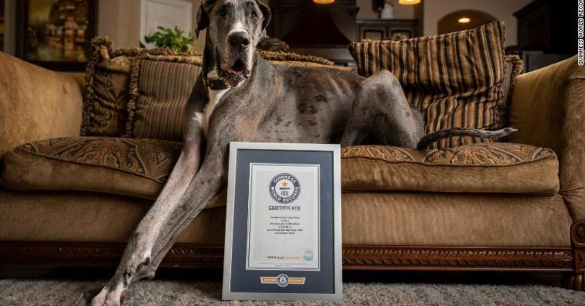Ce Dogue Allemand obtient le titre de plus grand chien du monde par le ...