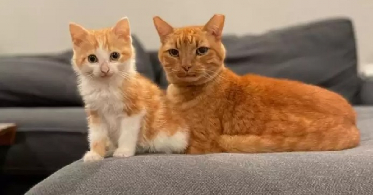 Un chat semi-sauvage rentre plus souvent à la maison pour s’occuper d ...